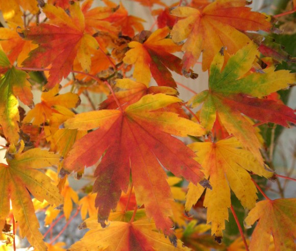 Japanese Maple Colors | The World's Best Gardening Blog