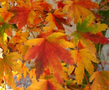 Japanese Maple Colors | The World's Best Gardening Blog