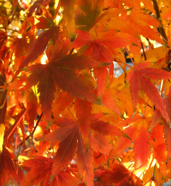 Japanese Maple Colors | The World's Best Gardening Blog