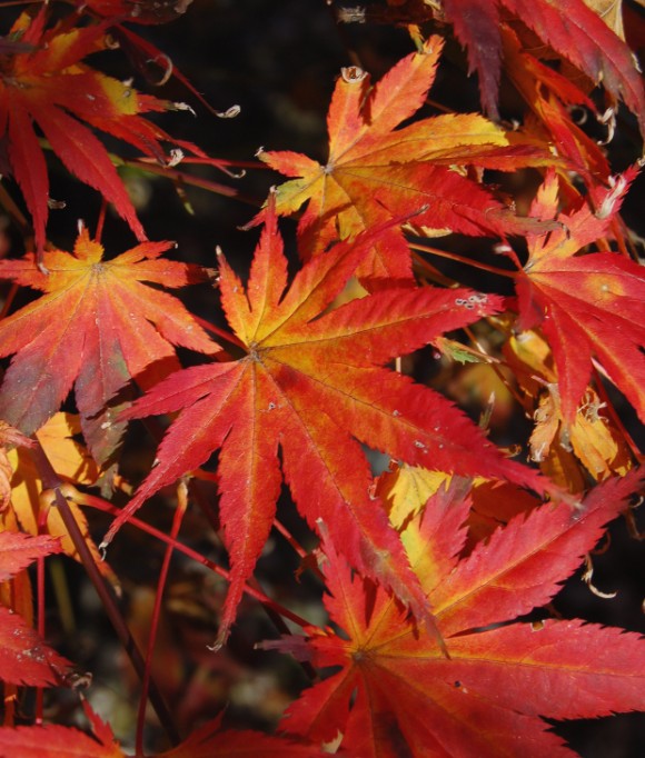 Japanese Maple Colors | The World's Best Gardening Blog