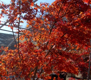 Japanese Maple Colors | The World's Best Gardening Blog