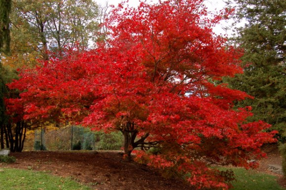 Japanese Maple Colors | The World's Best Gardening Blog