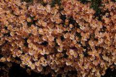 Chrysanthemum 'Sheffield Pink'--A Truly Hardy, Perennial Mum | The ...
