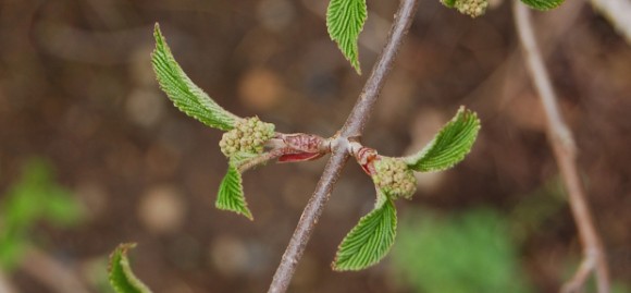 Plants that leaf out early in late winter or spring | The World's Best ...
