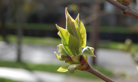 Plants that leaf out early in late winter or spring | The World's Best ...