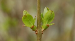 Plants that leaf out early in late winter or spring | The World's Best ...