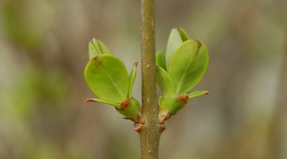 Plants that leaf out early in late winter or spring | The World's Best ...