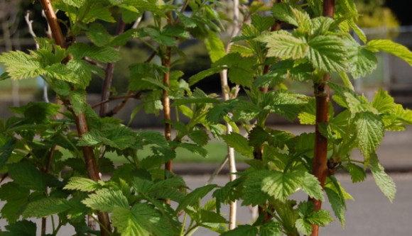 How to use natural lighting to take better garden photos. | The World's ...