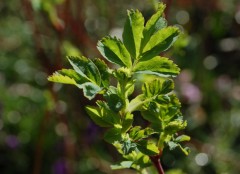 Plants that leaf out early in late winter or spring | The World's Best ...