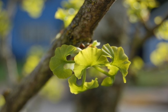 Tiny new tree leaves of spring should have a season of their own. | The ...