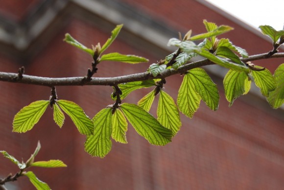 Tiny new tree leaves of spring should have a season of their own. | The ...