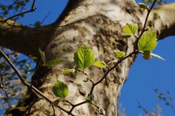 Tiny new tree leaves of spring should have a season of their own. | The ...