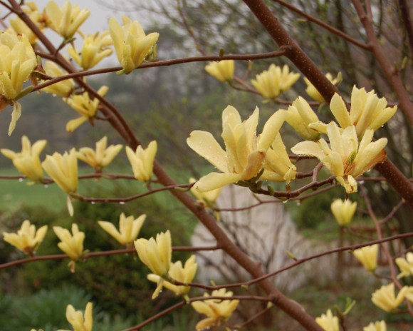 Eight of the first early-blooming magnolias for spring color. | The ...