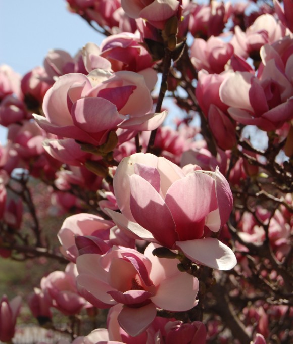 Eight of the first early-blooming magnolias for spring color. | The ...