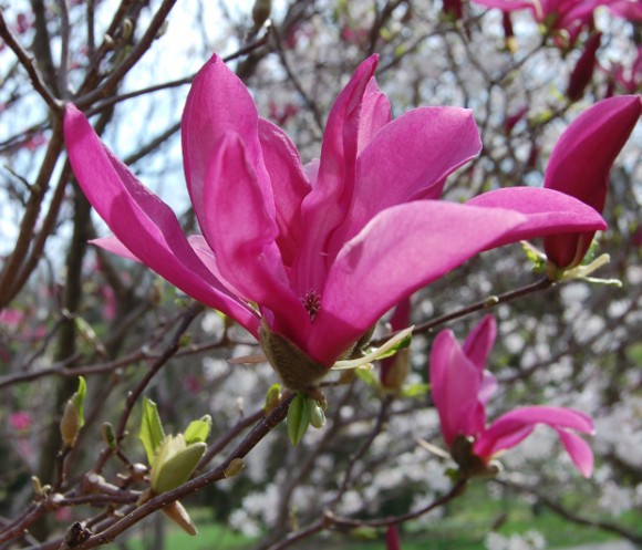 Eight of the first early-blooming magnolias for spring color. | The ...