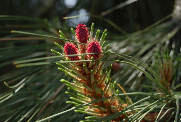 Conifers have showy new foliage and flowers in spring | The World's ...