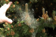 Conifers have showy new foliage and flowers in spring | The World's ...