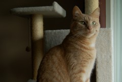 George the Comeback cat walked 12 miles to the old home and now his ...