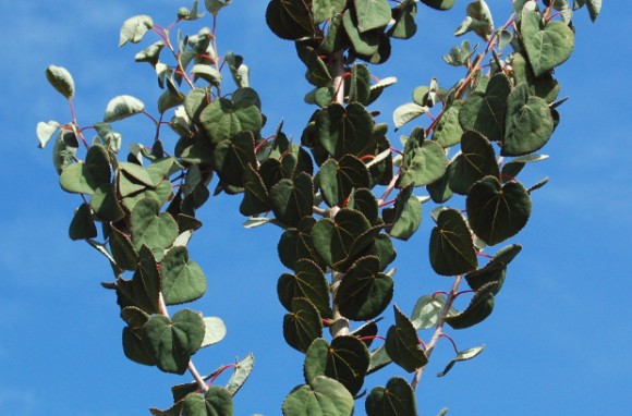 A Sneak Peak of a Wholesale Tree Nursery | The World's Best Gardening Blog