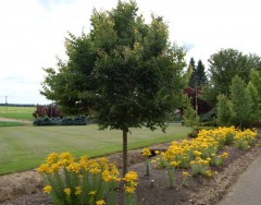 A Sneak Peak of a Wholesale Tree Nursery | The World's Best Gardening Blog