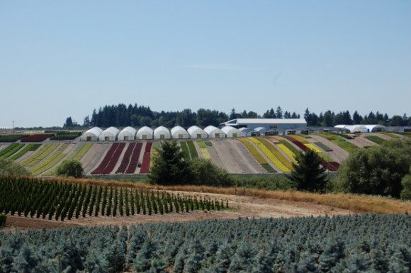 Behind the scenes at wholesale nurseries. | The World's Best Gardening Blog