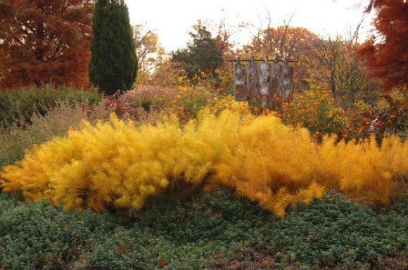 Perennials for Fall | The World's Best Gardening Blog