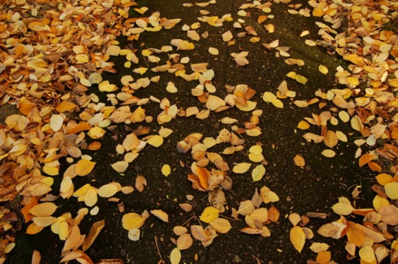 Fall Foliage | The World's Best Gardening Blog