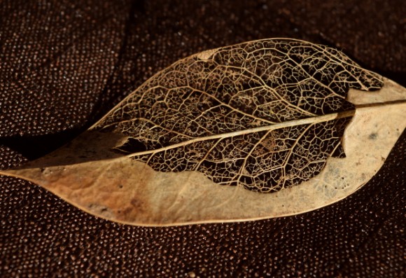 Winter Garden Beauty | The World's Best Gardening Blog