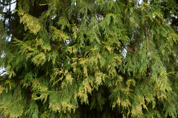 Incense Cedar | The World's Best Gardening Blog