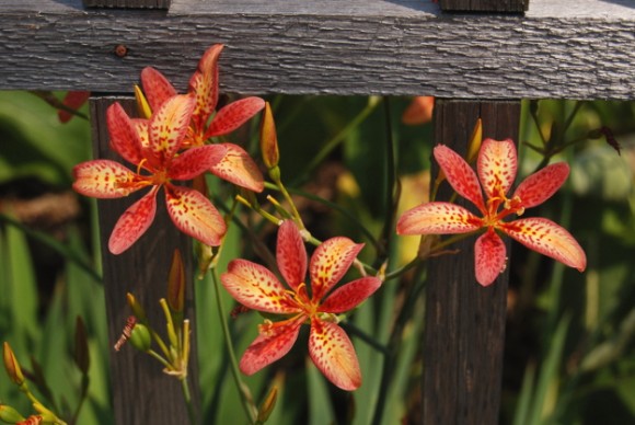 Candy Lilies | The World's Best Gardening Blog