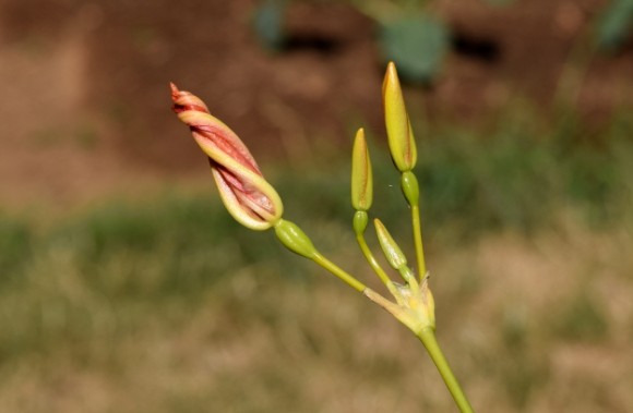 Candy Lilies | The World's Best Gardening Blog