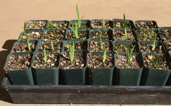 Candy Lilies | The World's Best Gardening Blog