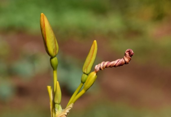 Candy Lilies | The World's Best Gardening Blog