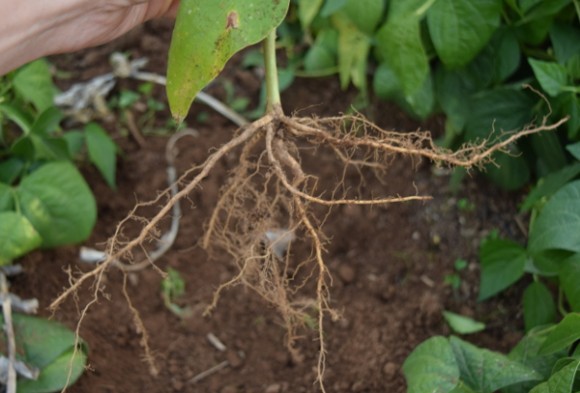 Understanding Roots | The World's Best Gardening Blog