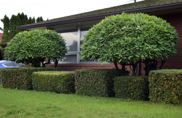 Topiary | The World's Best Gardening Blog