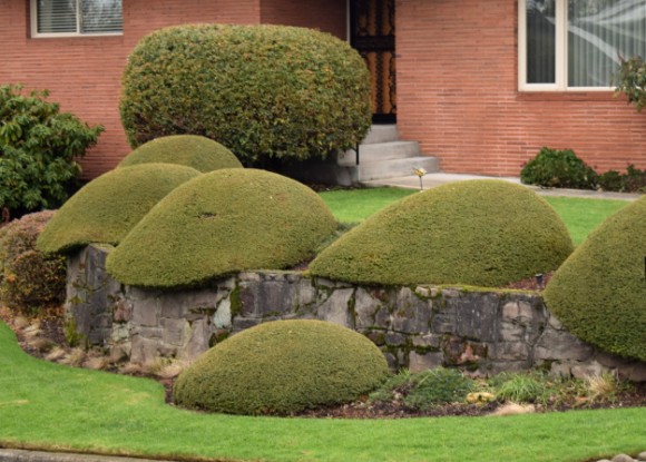 Topiary | The World's Best Gardening Blog
