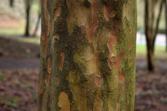 Coolest Tree Bark | The World's Best Gardening Blog