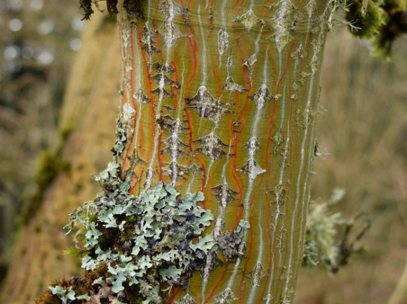Coolest Tree Bark | The World's Best Gardening Blog