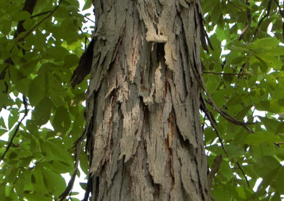 Coolest Tree Bark | The World's Best Gardening Blog