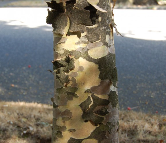 Coolest Tree Bark | The World's Best Gardening Blog