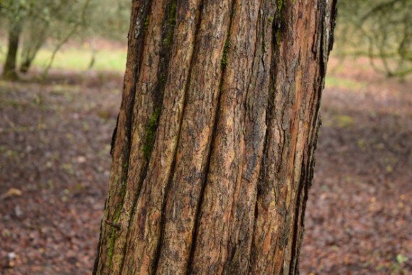 Coolest Tree Bark | The World's Best Gardening Blog