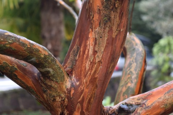 Coolest Tree Bark | The World's Best Gardening Blog