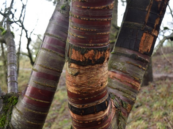 Coolest Tree Bark | The World's Best Gardening Blog