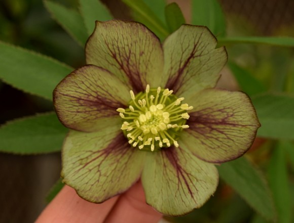 Hellebores | The World's Best Gardening Blog