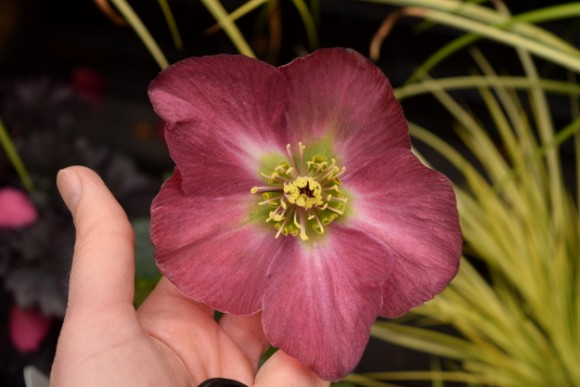 Hellebores | The World's Best Gardening Blog