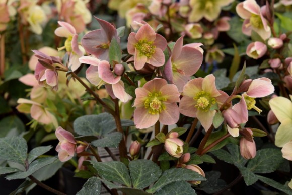 Hellebores | The World's Best Gardening Blog