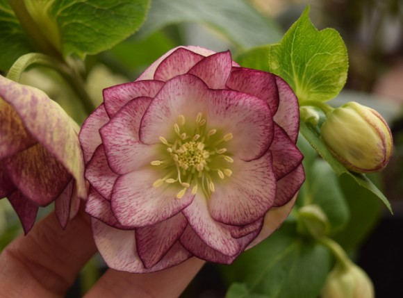 Hellebores | The World's Best Gardening Blog