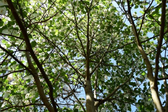 Dove Tree (Davidia) | The World's Best Gardening Blog