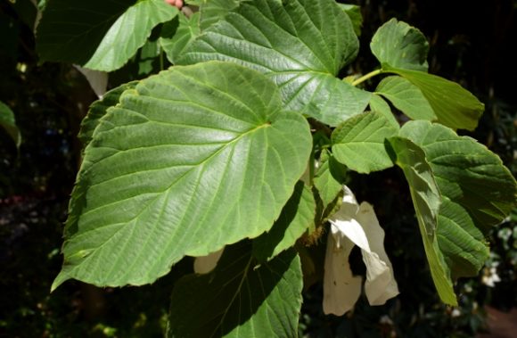 Dove Tree (Davidia) | The World's Best Gardening Blog