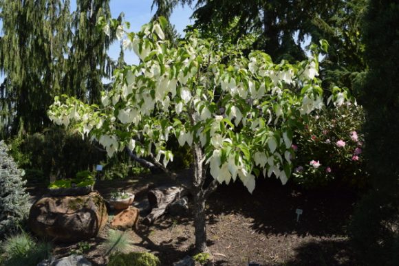 Dove Tree (Davidia) | The World's Best Gardening Blog